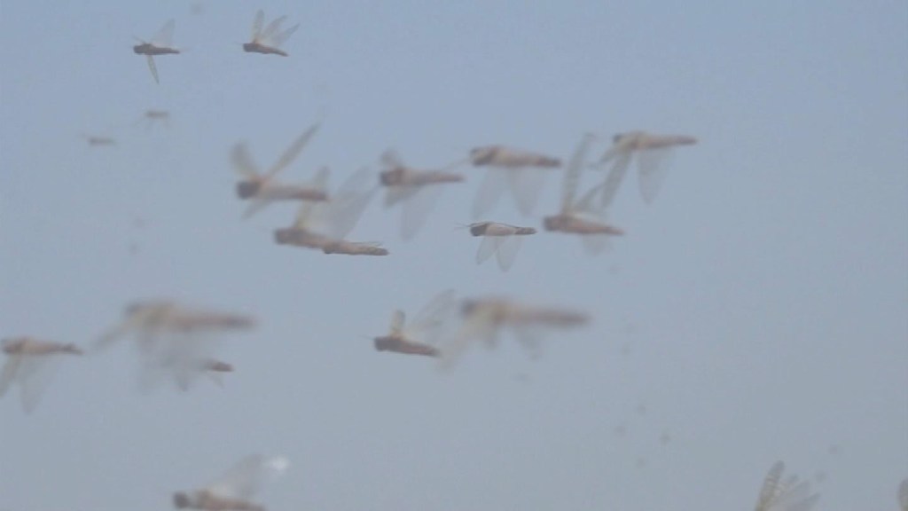 {2 of 6} Revelation 9 – “Locusts!” [v3-11] – Quantum Study Bible